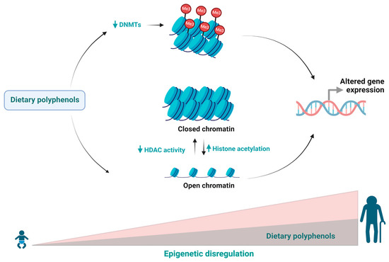 The Molecular Mechanism of Polyphenols in the Regulation of Ageing ...