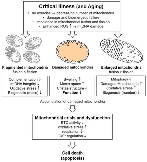 Mitochondrial Dysfunction in Intensive Care Unit-Acquired Weakness and ...
