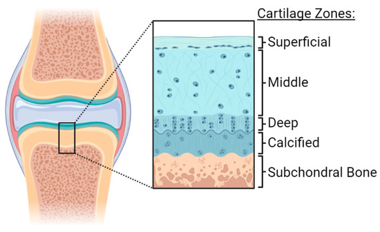 Advances in Cartilage Tissue Engineering Using Bioinks with Decellularized Cartilage and Three ...
