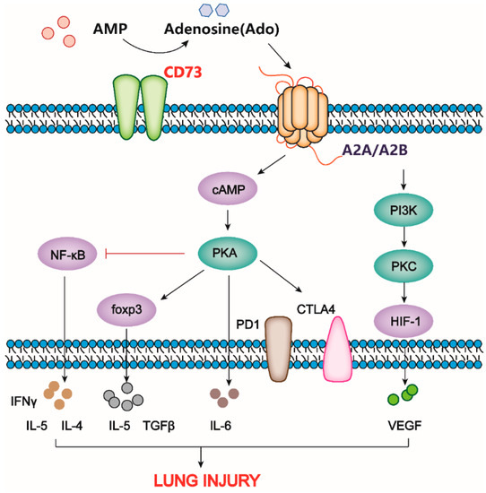 CD73: Friend or Foe in Lung Injury