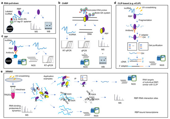 Approaches for Modes of Action Study of Long Non-Coding RNAs: From ...