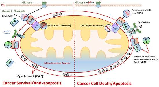 Promising Strategy of mPTP Modulation in Cancer Therapy: An Emerging ...