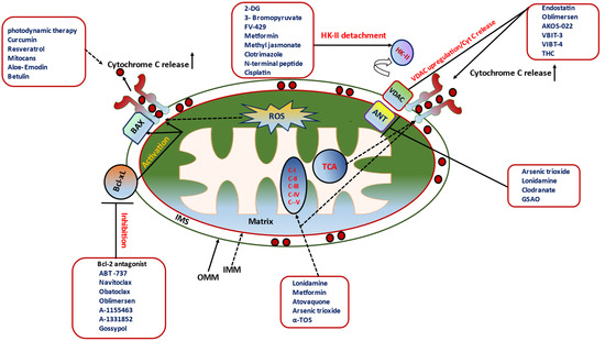 Promising Strategy of mPTP Modulation in Cancer Therapy: An Emerging ...