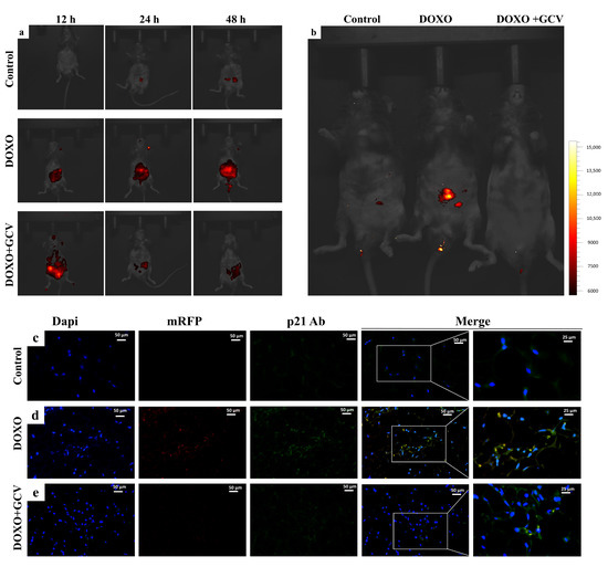 IJMS | Free Full-Text | Generation of a p21 Reporter Mouse and Its Use ...