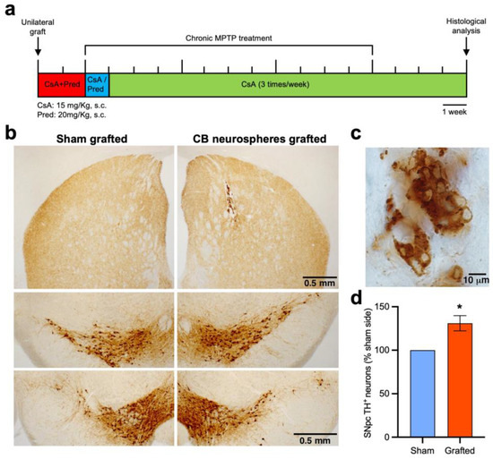 Protection and Repair of the Nigrostriatal Pathway with Stem-Cell ...