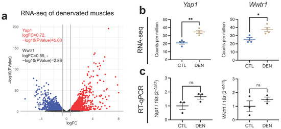 Denervation Drives YAP/TAZ Activation in Muscular Fibro/Adipogenic ...