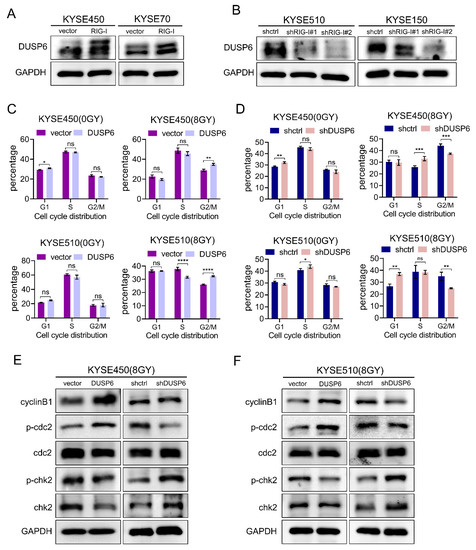 RIG-I Promotes Tumorigenesis and Confers Radioresistance of Esophageal ...