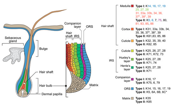 A Kaleidoscope of Keratin Gene Expression and the Mosaic of Its Regulatory Mechanisms