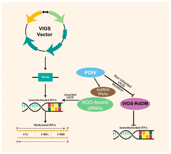 Virus-Induced Gene Silencing (VIGS): A Powerful Tool for Crop ...