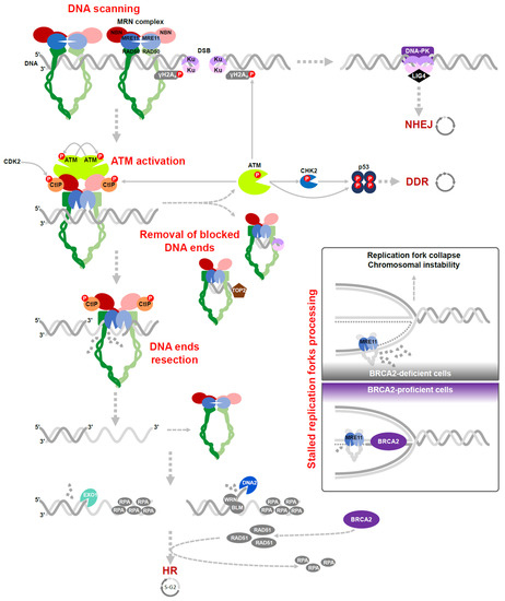 Importance of Germline and Somatic Alterations in Human MRE11, RAD50 ...