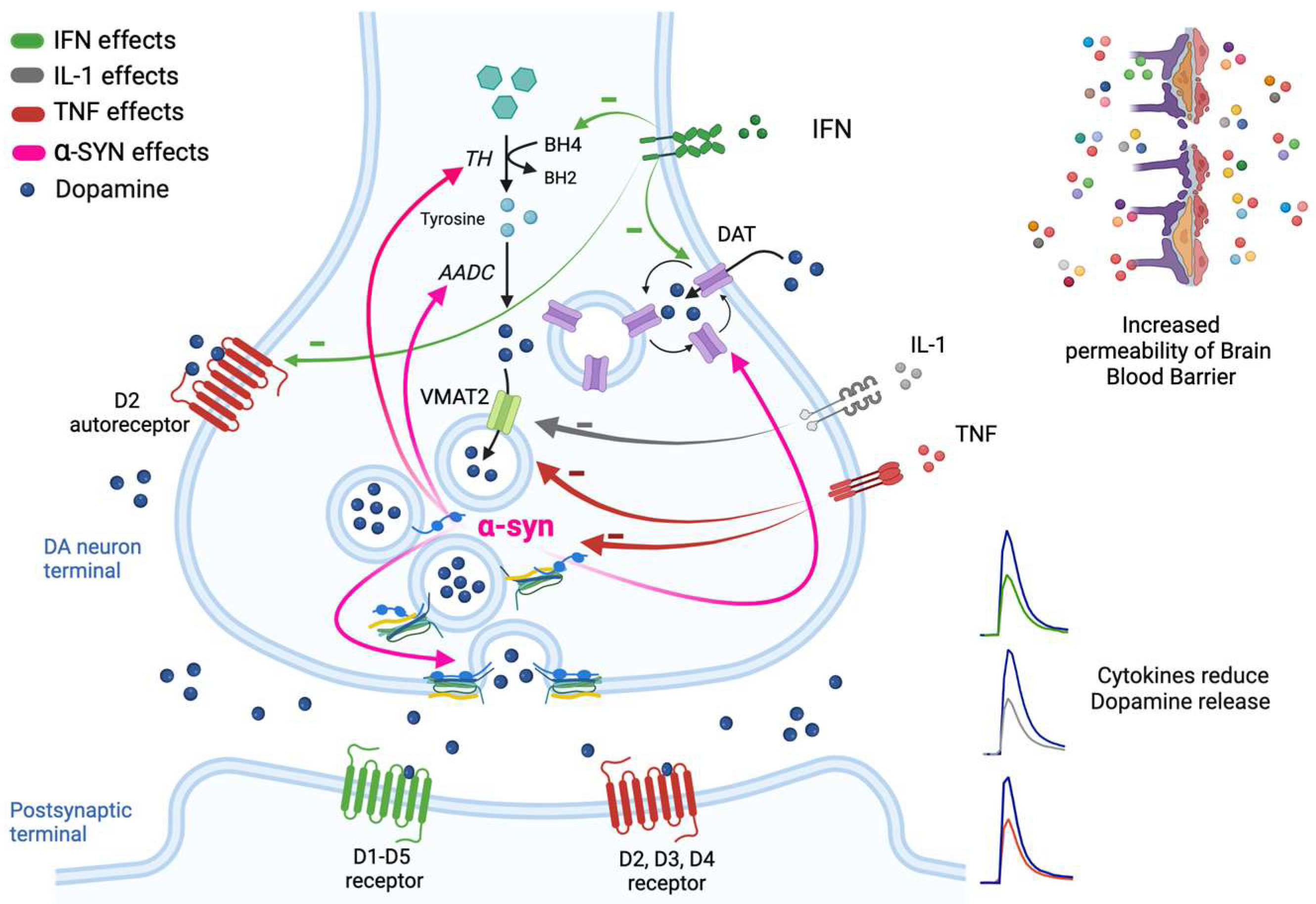 Dopamine Neurotransmission