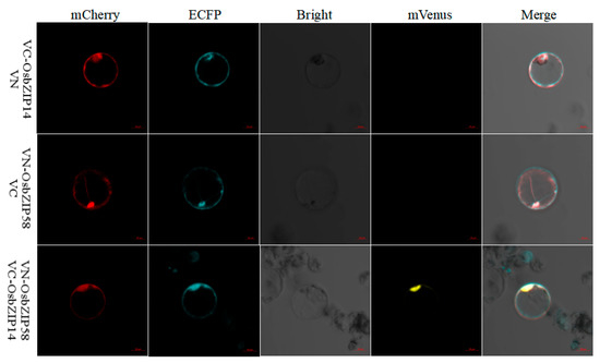 Integrated ATAC-Seq and RNA-Seq Data Analysis to Reveal OsbZIP14 ...