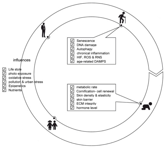 Circadian Oscillations in Skin and Their Interconnection with the Cycle ...