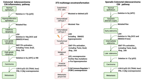 IJMS | Free Full-Text | The Cell Transformation Assay: A Historical ...