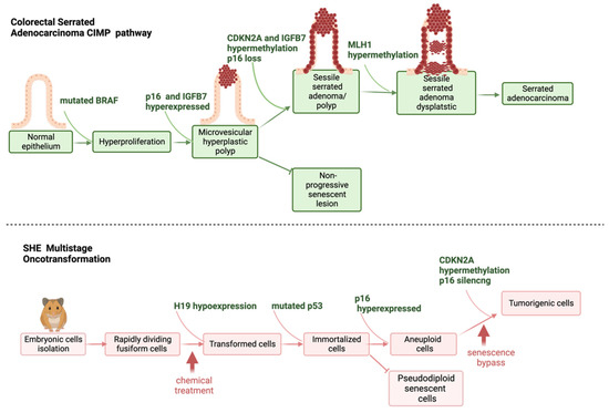 The Cell Transformation Assay: A Historical Assessment of Current ...