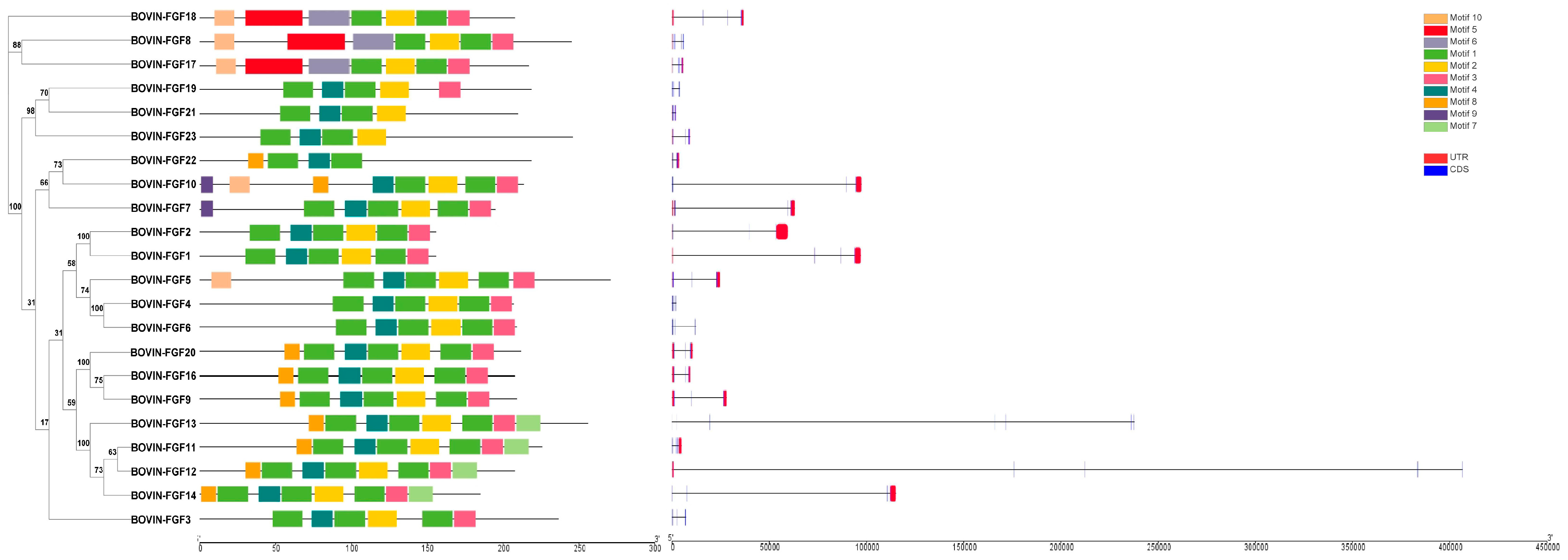 Genome-Wide Identification and Characterization of Bovine Fibroblast ...