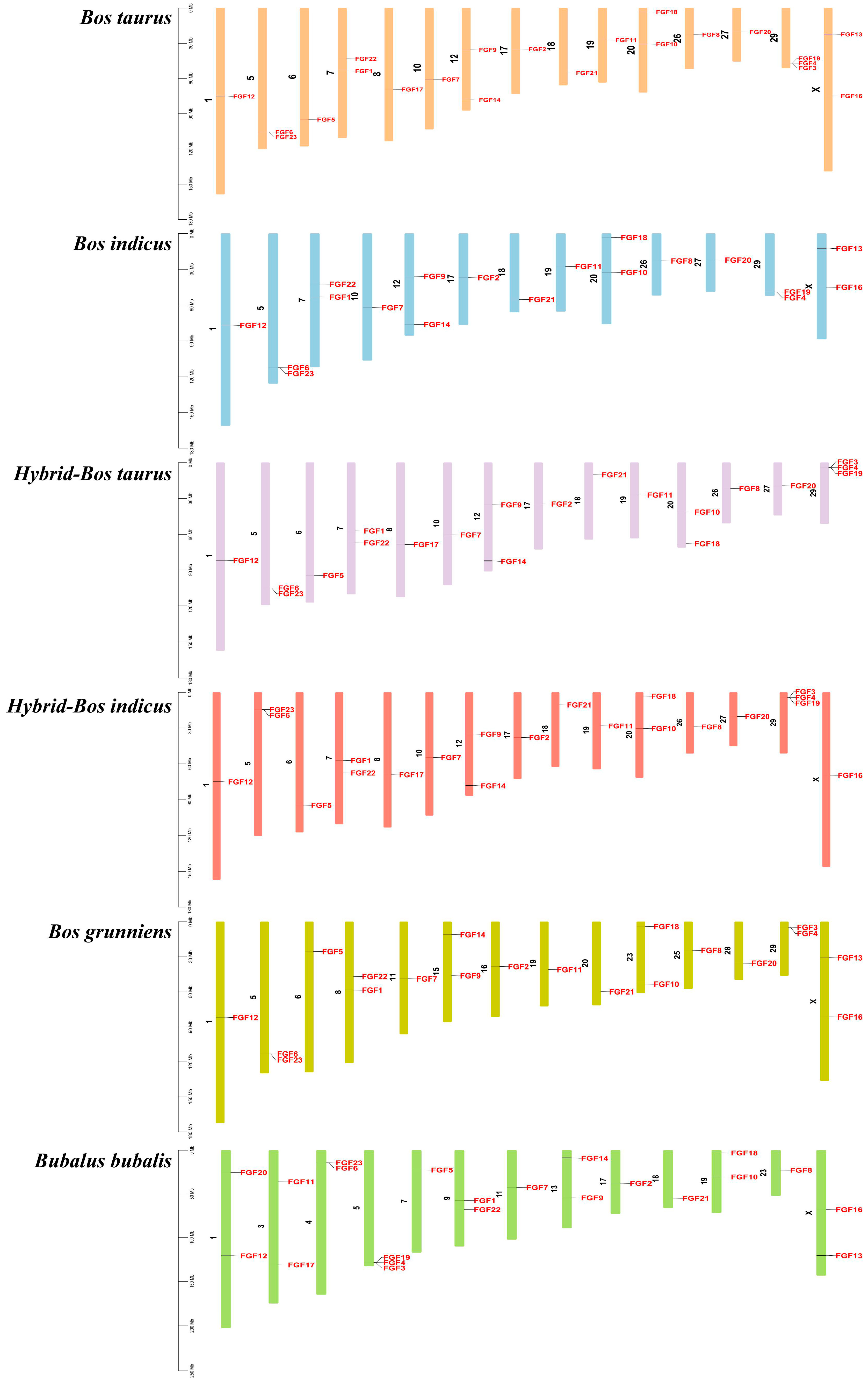 Genome-Wide Identification and Characterization of Bovine Fibroblast Growth Factor (FGF) Gene ...