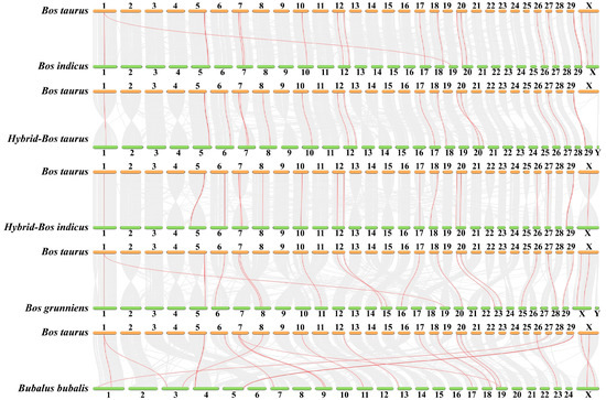 Genome-Wide Identification and Characterization of Bovine Fibroblast Growth Factor (FGF) Gene ...
