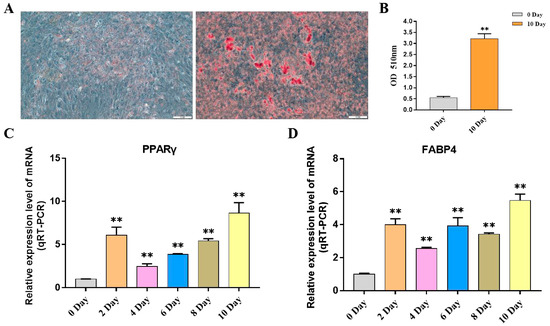 Genome-Wide Identification and Characterization of Bovine Fibroblast Growth Factor (FGF) Gene ...