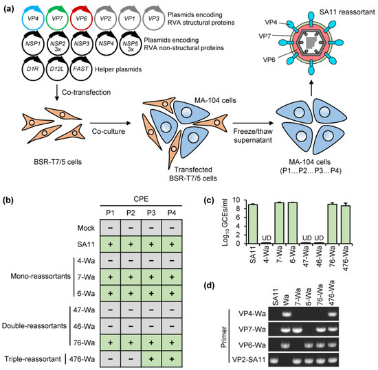 Strain-Specific Interactions between the Viral Capsid Proteins VP4, VP7 ...