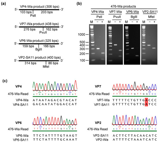 Strain-Specific Interactions between the Viral Capsid Proteins VP4, VP7 ...