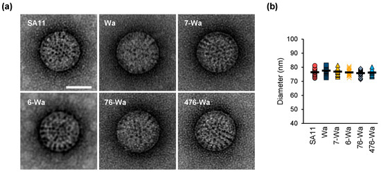 Strain-Specific Interactions between the Viral Capsid Proteins VP4, VP7 ...