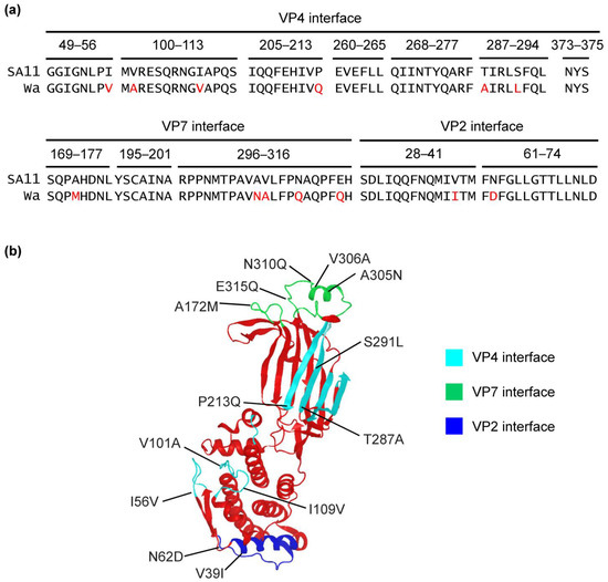 Strain-Specific Interactions between the Viral Capsid Proteins VP4, VP7 ...