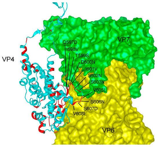 Strain-Specific Interactions between the Viral Capsid Proteins VP4, VP7 ...