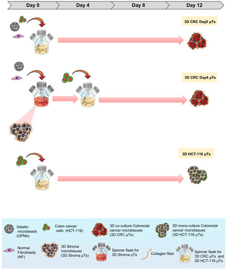 Colorectal Cancer Bioengineered Microtissues as a Model to Replicate ...