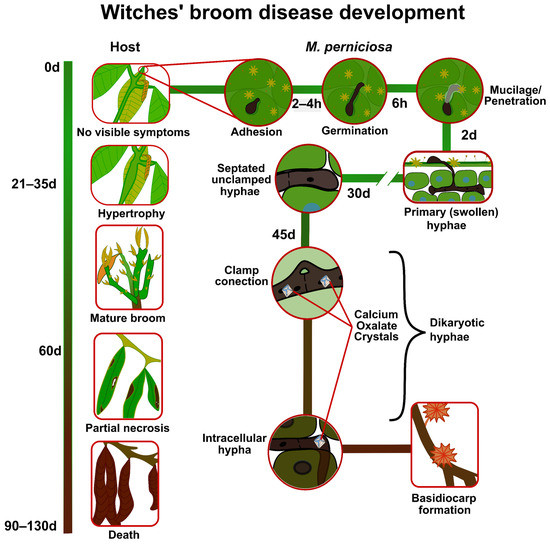 State of the Art of the Molecular Biology of the Interaction between ...