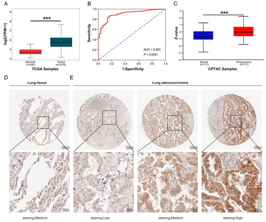 High Expression of COA6 Is Related to Unfavorable Prognosis and Enhanced Oxidative ...
