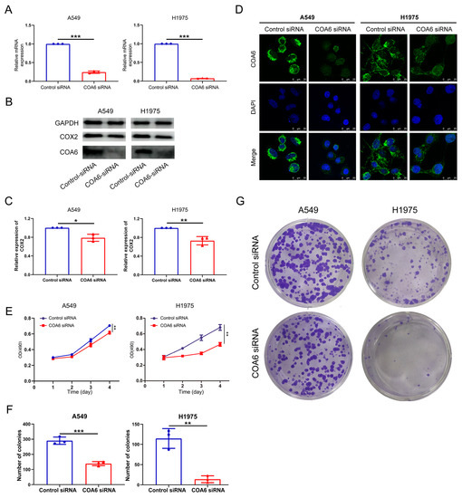 High Expression of COA6 Is Related to Unfavorable Prognosis and Enhanced Oxidative ...