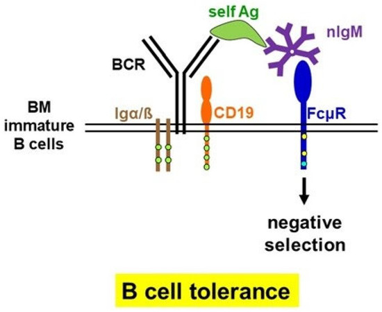 Physiological and Pathophysiological Roles of IgM Fc Receptor (FcµR ...