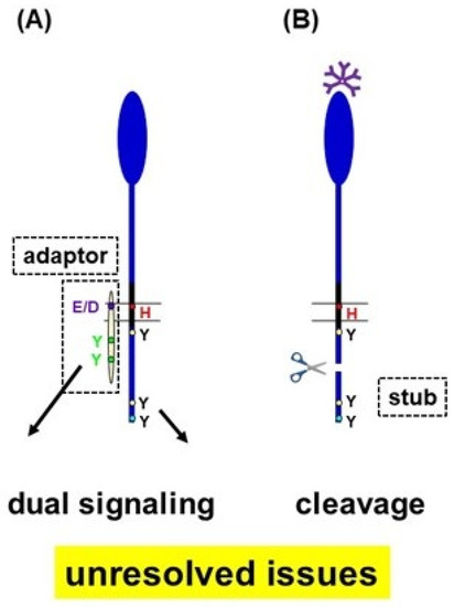 Physiological and Pathophysiological Roles of IgM Fc Receptor (FcµR ...