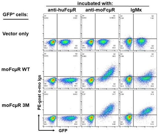 Physiological and Pathophysiological Roles of IgM Fc Receptor (FcµR ...