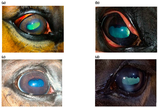 PLDLA/TPU Matrix Enriched with Cyclosporine A as a Therapeutic Platform ...
