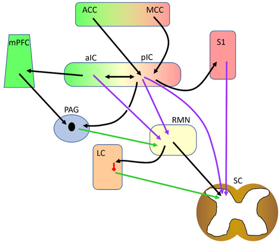 The Role of the Insular Cortex in Pain