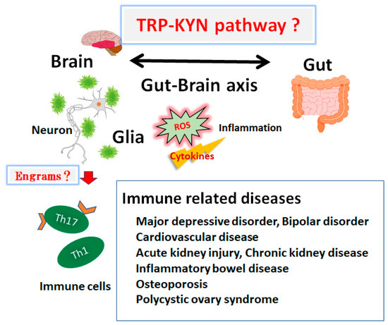 The Tryptophan and Kynurenine Pathway Involved in the Development of ...