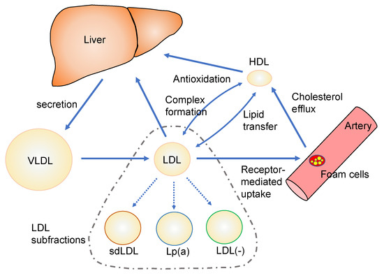 The Oxidized Lipoproteins In Vivo: Its Diversity and Behavior in the Human Circulation