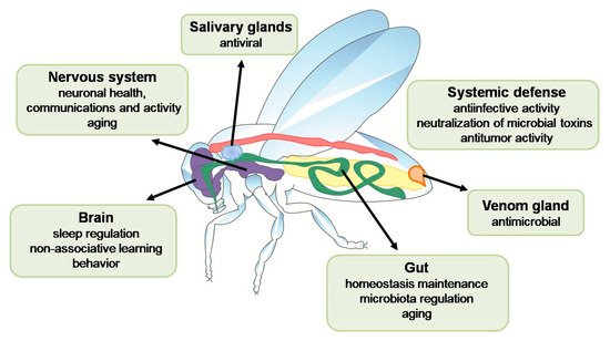 Unraveling the Role of Antimicrobial Peptides in Insects