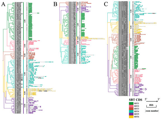 Genome-Wide Investigation and Co-Expression Network Analysis of SBT ...