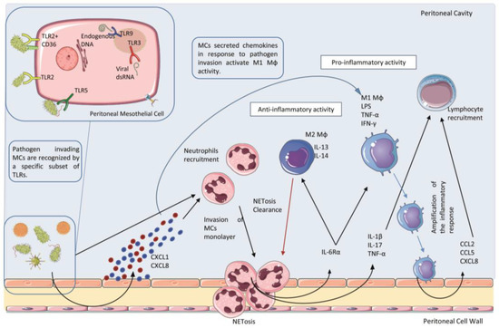 Novel Aspects of the Immune Response Involved in the Peritoneal Damage ...