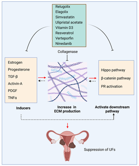 Update on the Role and Regulatory Mechanism of Extracellular Matrix in ...