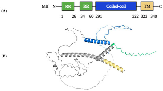 The Drp1-Mediated Mitochondrial Fission Protein Interactome as an ...