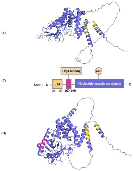 The Drp1-Mediated Mitochondrial Fission Protein Interactome as an ...