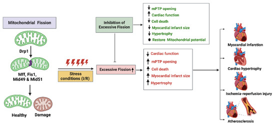 The Drp1-Mediated Mitochondrial Fission Protein Interactome as an Emerging Core Player in ...