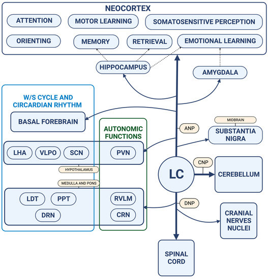 The Central Noradrenergic System in Neurodevelopmental Disorders ...