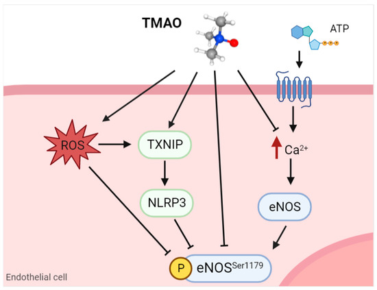 Modulation of Endothelial Function by TMAO, a Gut Microbiota-Derived ...