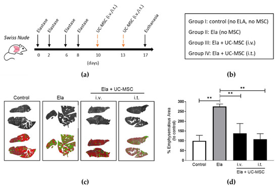 Mesenchymal Stem Cells from COPD Patients Are Capable of Restoring ...