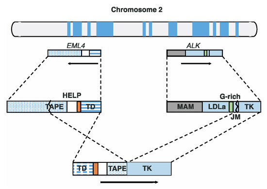 Molecular Anatomy of the EML4-ALK Fusion Protein for the Development of Novel Anticancer Drugs